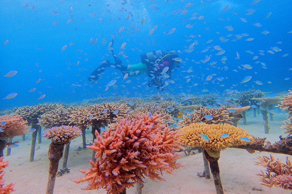 Is there a future for Coral Reefs? - AXA Climate