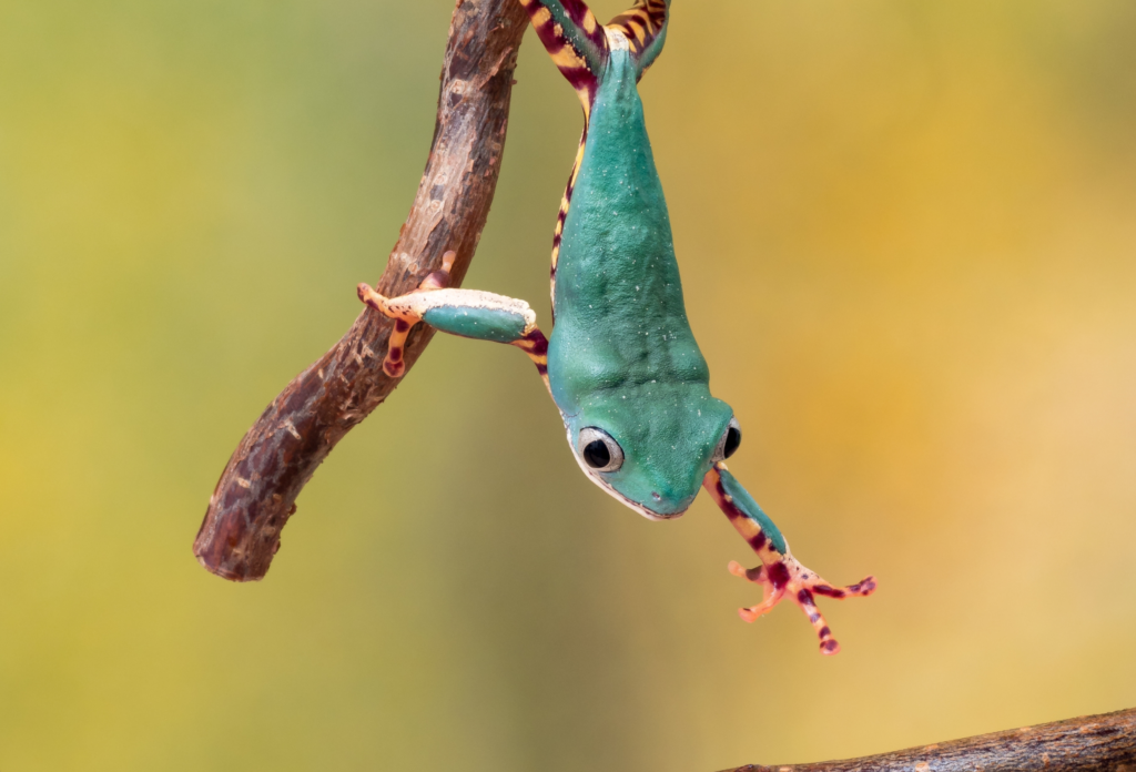 "How to Develop a Biodiversity Strategy?", the TNFD Practical Guide
