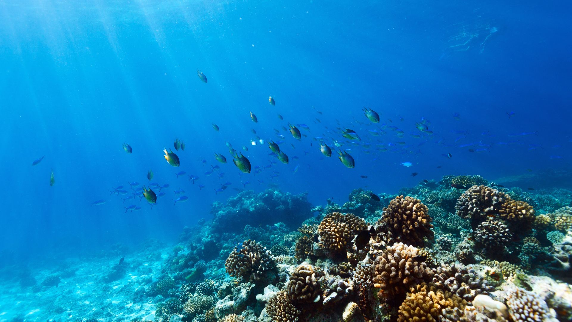 Reefs, revenue, and resilience : why the Maldives can’t afford to lose ...