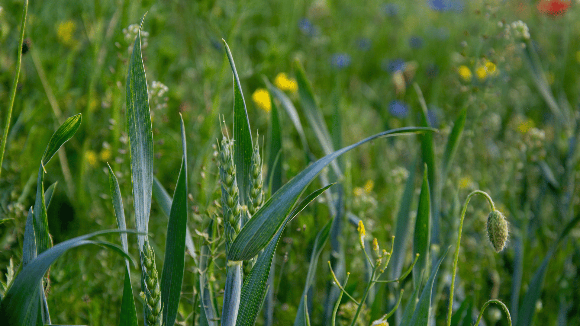 Agricultural Transition How To Succeed And Manage Its Economic Risks