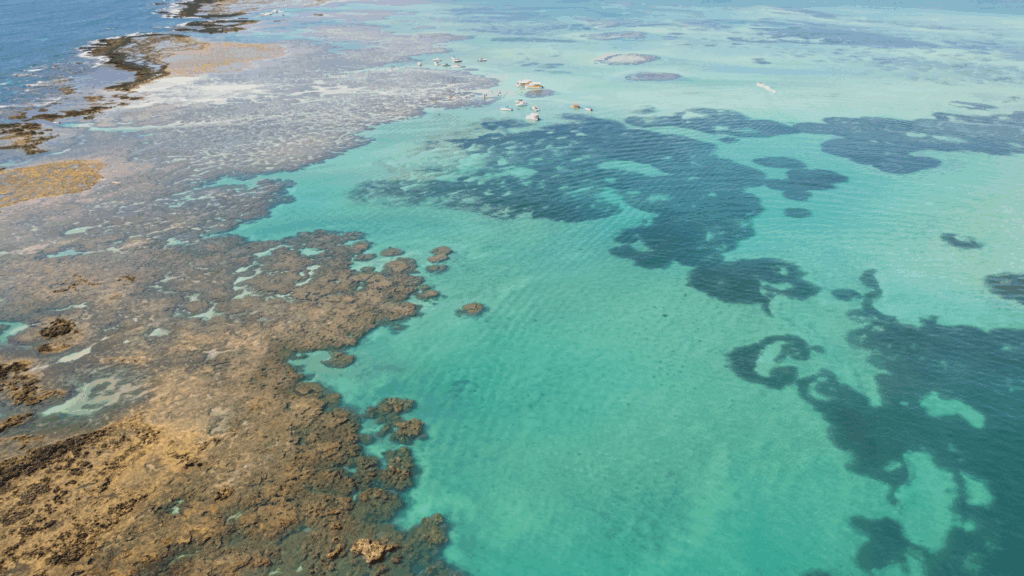 Sugarcane Fertilizers and Water Quality and Coral Reefs in Brazil